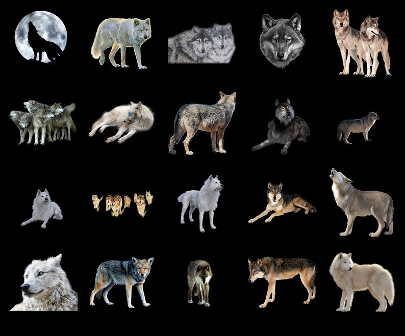 100 WOLFS TRANSPARENT PNG Photoshop Overlays Png Files Wolf - Etsy