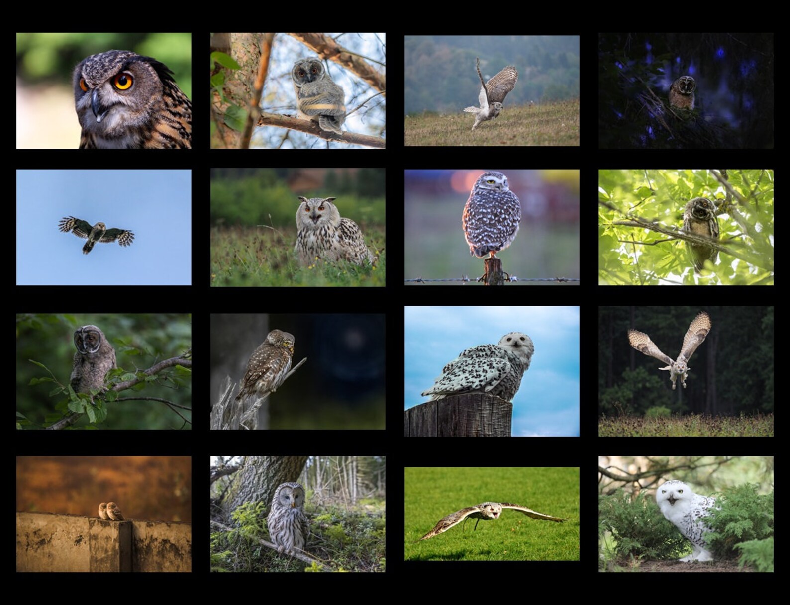 100 OWL WILDLIFE DIGITAL Animals Photography Photoshop - Etsy