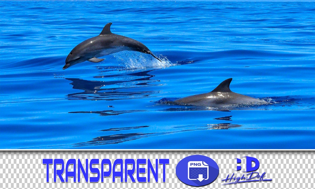 50 DOLPHINS TRANSPARENT PNG Photoshop Overlays Dolphin Png - Etsy