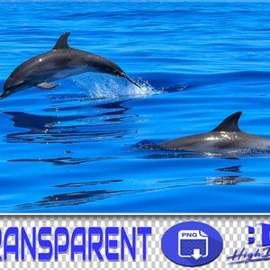 50 DOLPHINS TRANSPARENT PNG Photoshop Overlays, Png Animals, Png ...