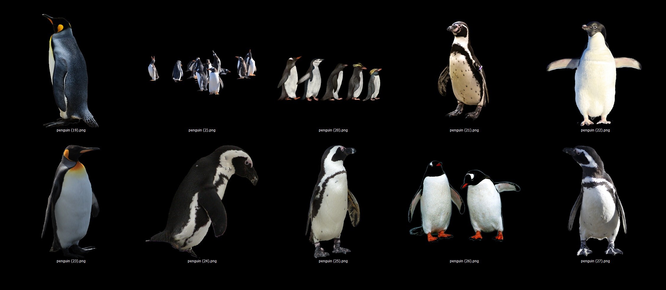 60 PENGUINS TRANSPARENT PNG Photoshop Overlays Penguins Png - Etsy