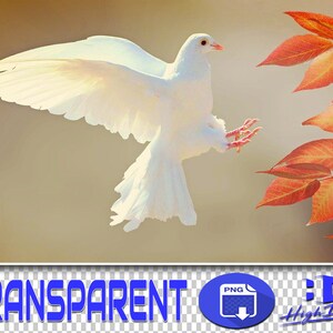 100 DOVES TRANSPARENT PNG Photoshop Overlays Doves Png Doves - Etsy