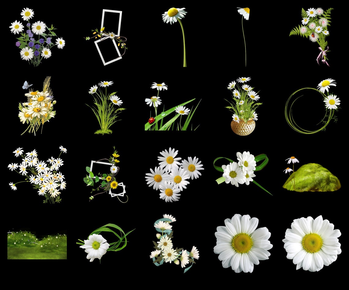 100 Daisy PNG Overlays: Transparent Flower Petals (digital Download) - Etsy