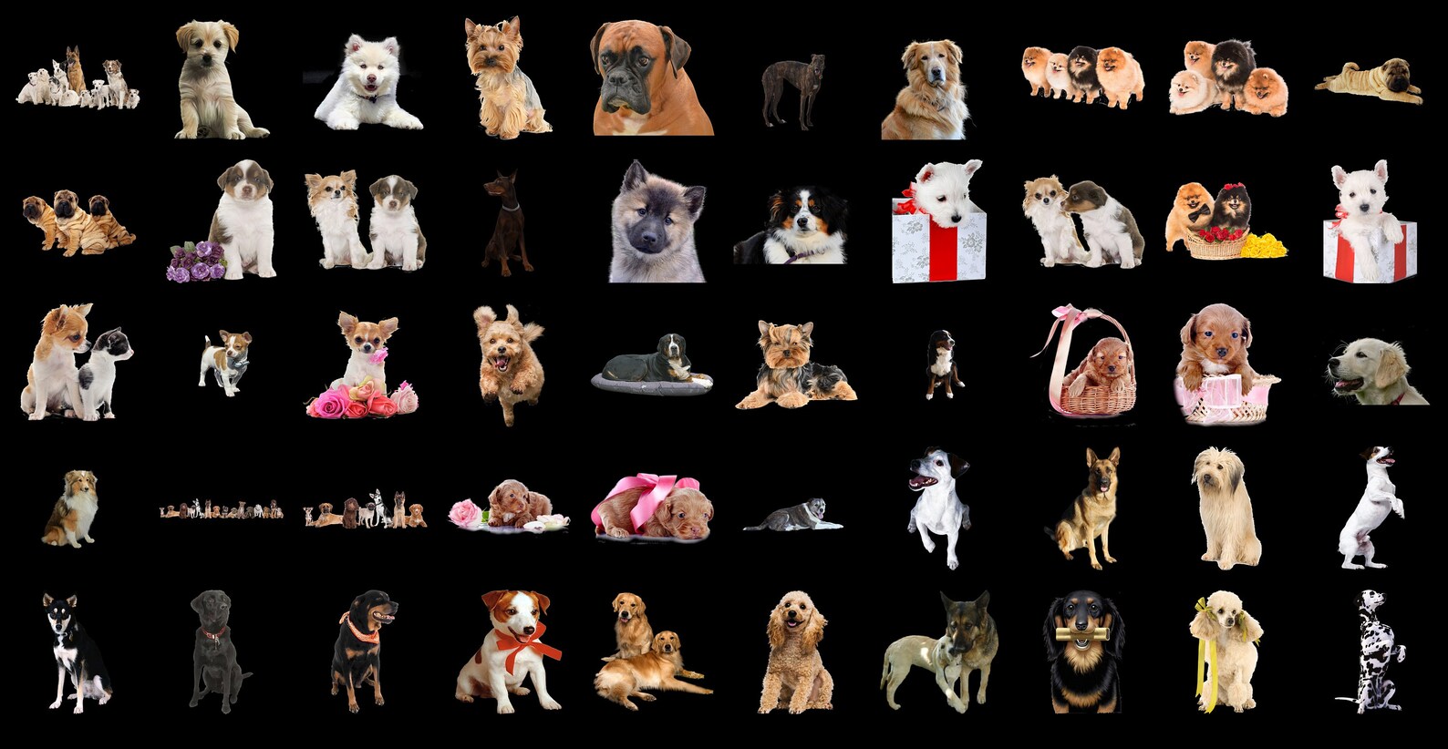 300 Dogs PNG Overlays: Transparent Puppy Clipart (digital Download) - Etsy