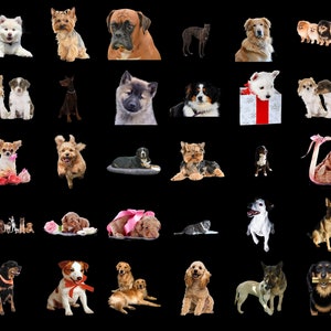300 DOGS TRANSPARENT PNG Photoshop Overlays, Png Animals, Png Wildlife ...