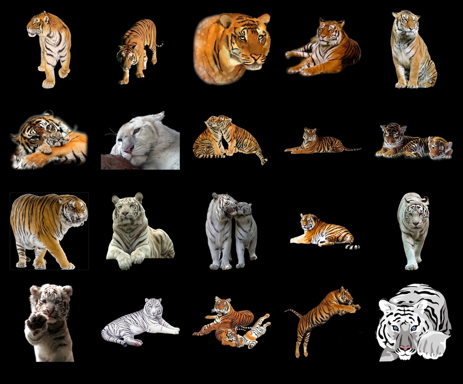 100 Tiger PNG Overlays: Transparent Wildlife Graphics (digital Download ...