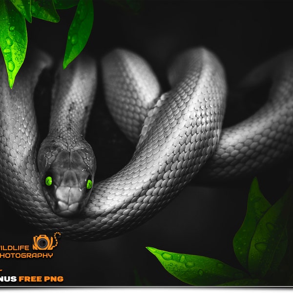 Snake Graphics - Etsy