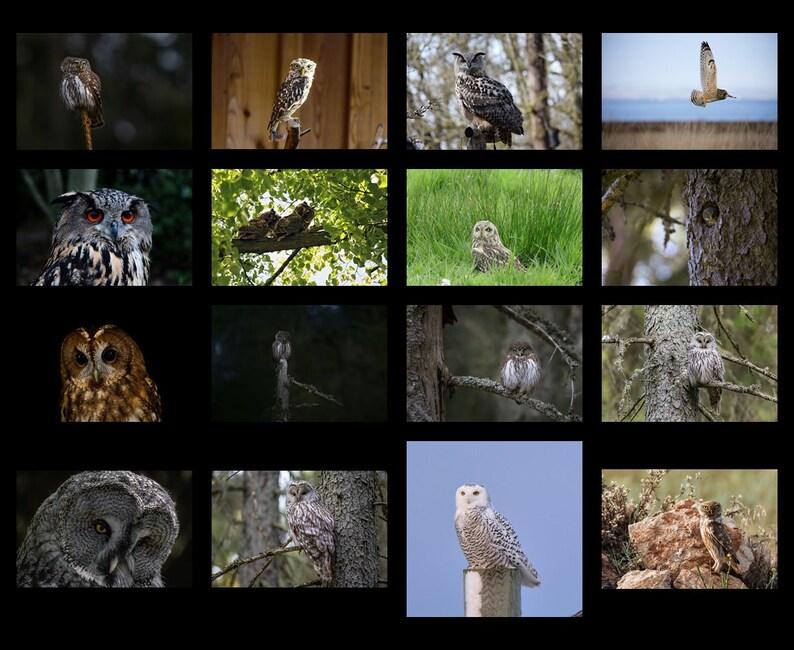 100 OWL WILDLIFE DIGITAL Animals Photography Photoshop - Etsy