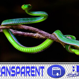 100 SNAKES TRANSPARENT PNG Photoshop Overlays, Png Animals, Png ...