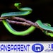 100 Snake PNG Overlays: Transparent Photoshop Clipart (digital Download ...
