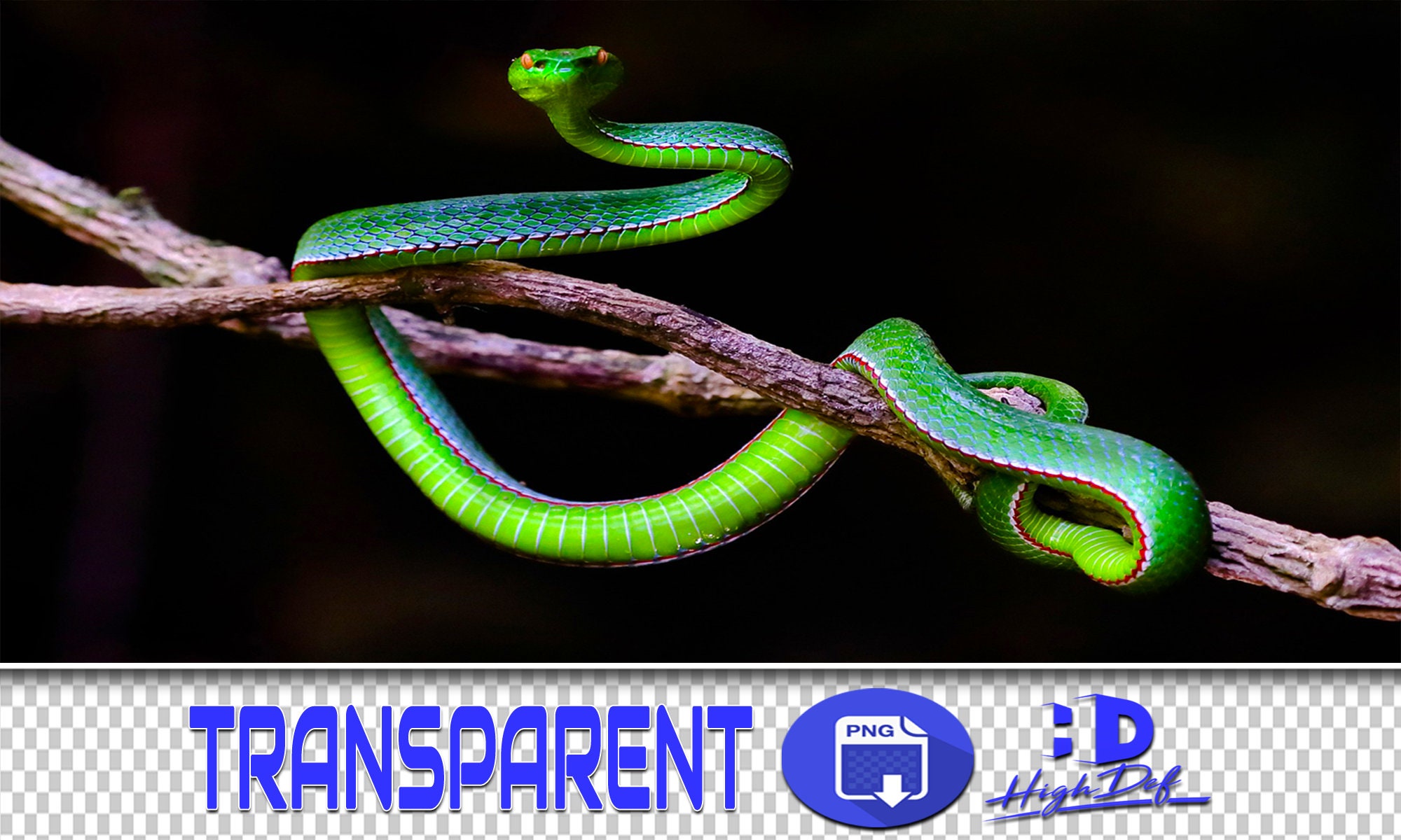 100 SNAKES TRANSPARENT PNG Photoshop Overlays Snakes Png - Etsy