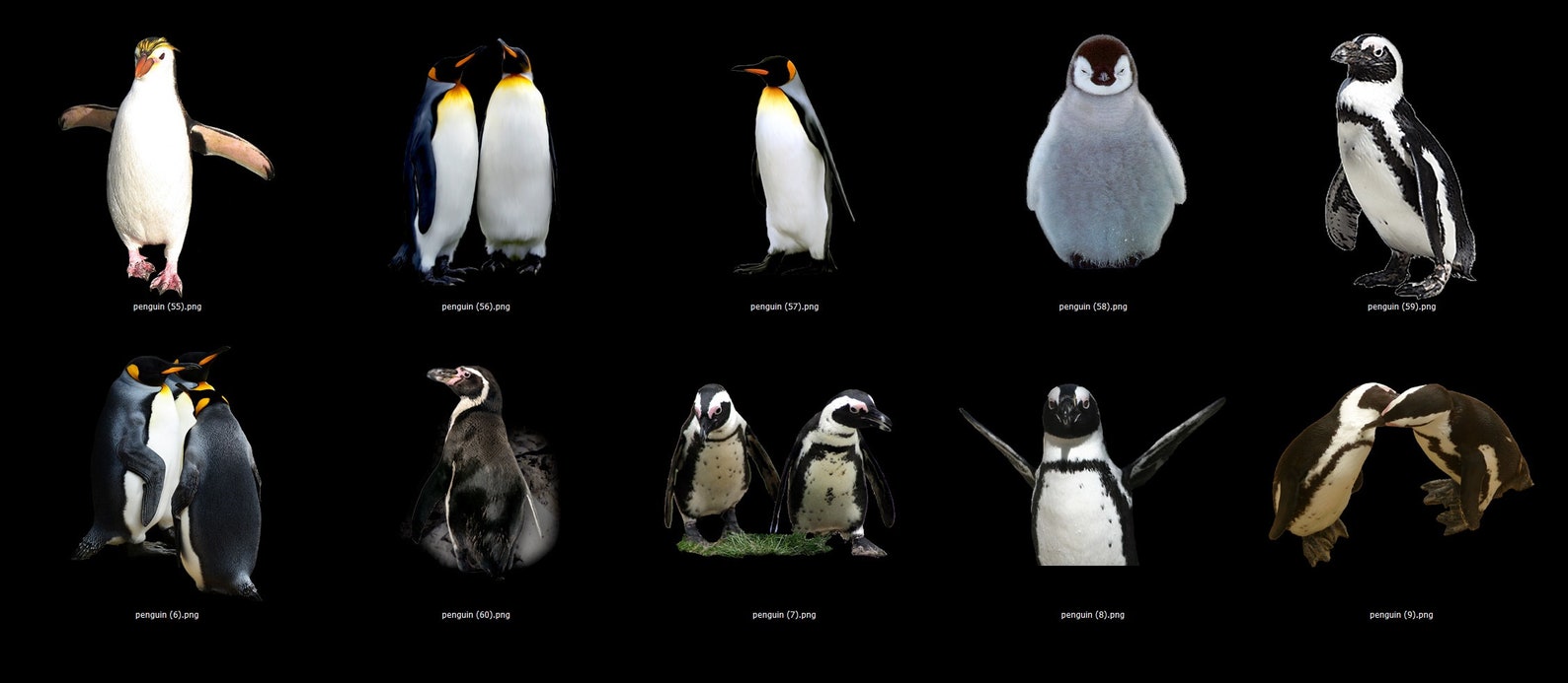 60 PENGUINS TRANSPARENT PNG Photoshop Overlays Penguins Png - Etsy
