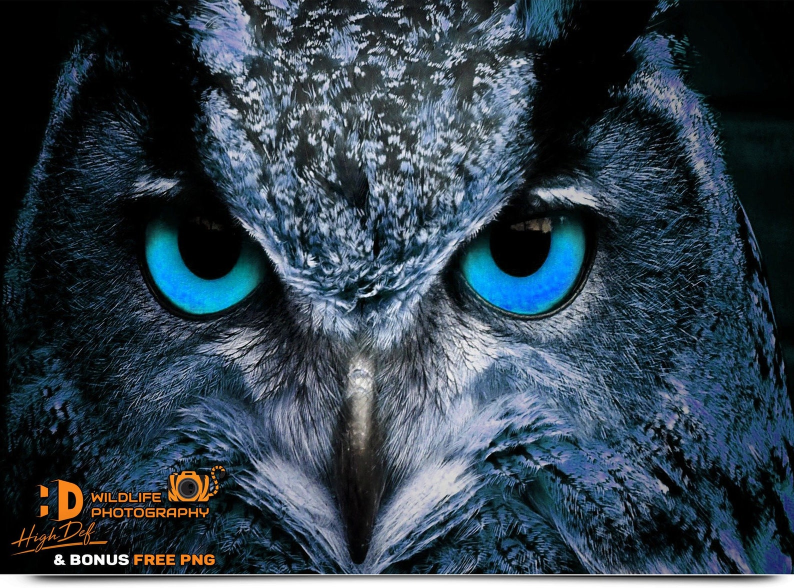 100 OWL WILDLIFE DIGITAL Animals Photography Photoshop - Etsy