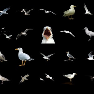 100 SEAGULLS TRANSPARENT PNG Photoshop Overlays, Png Animals, Png ...