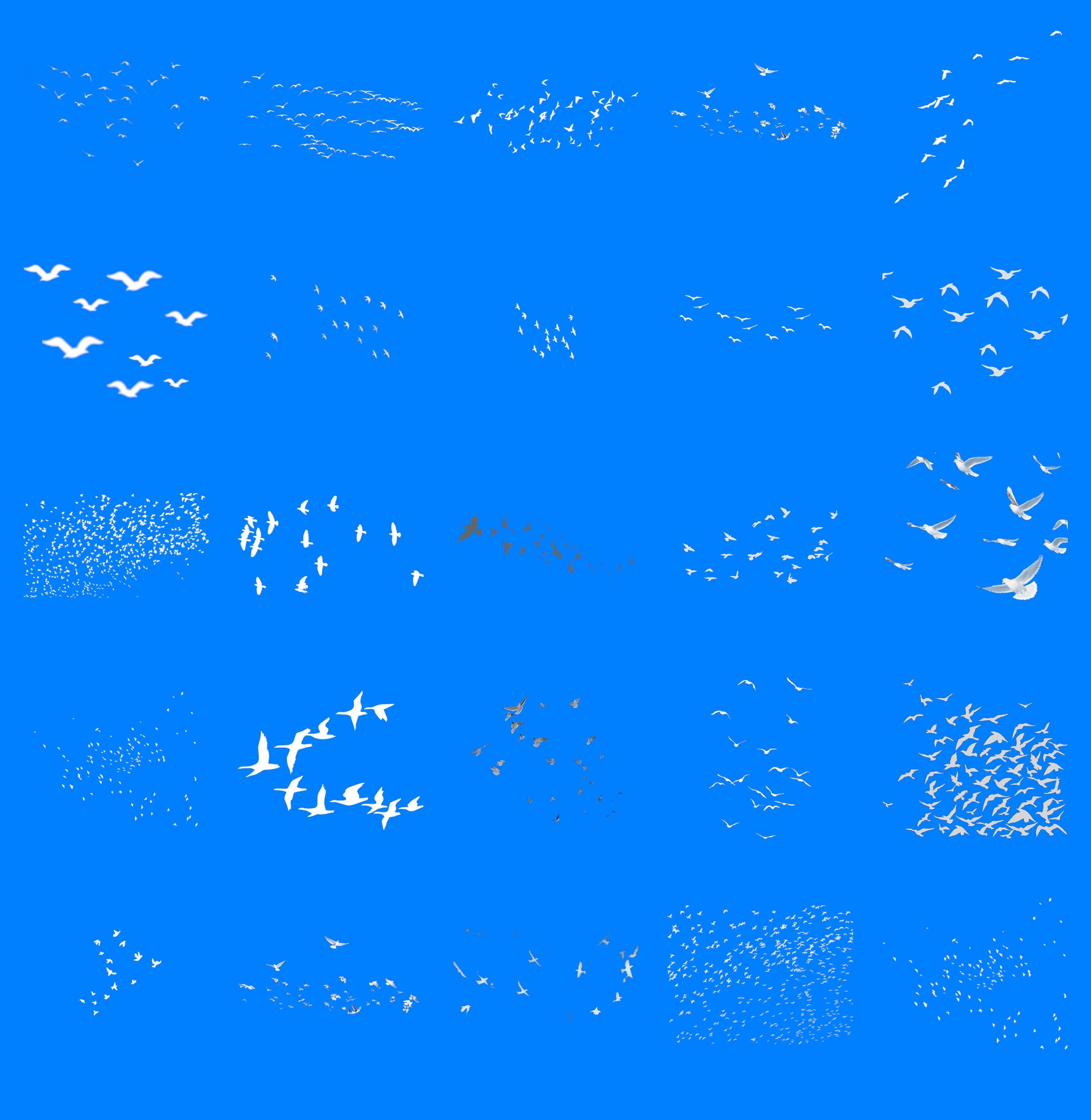100 Bird Flock PNG Overlays: Transparent Photoshop Files - Etsy