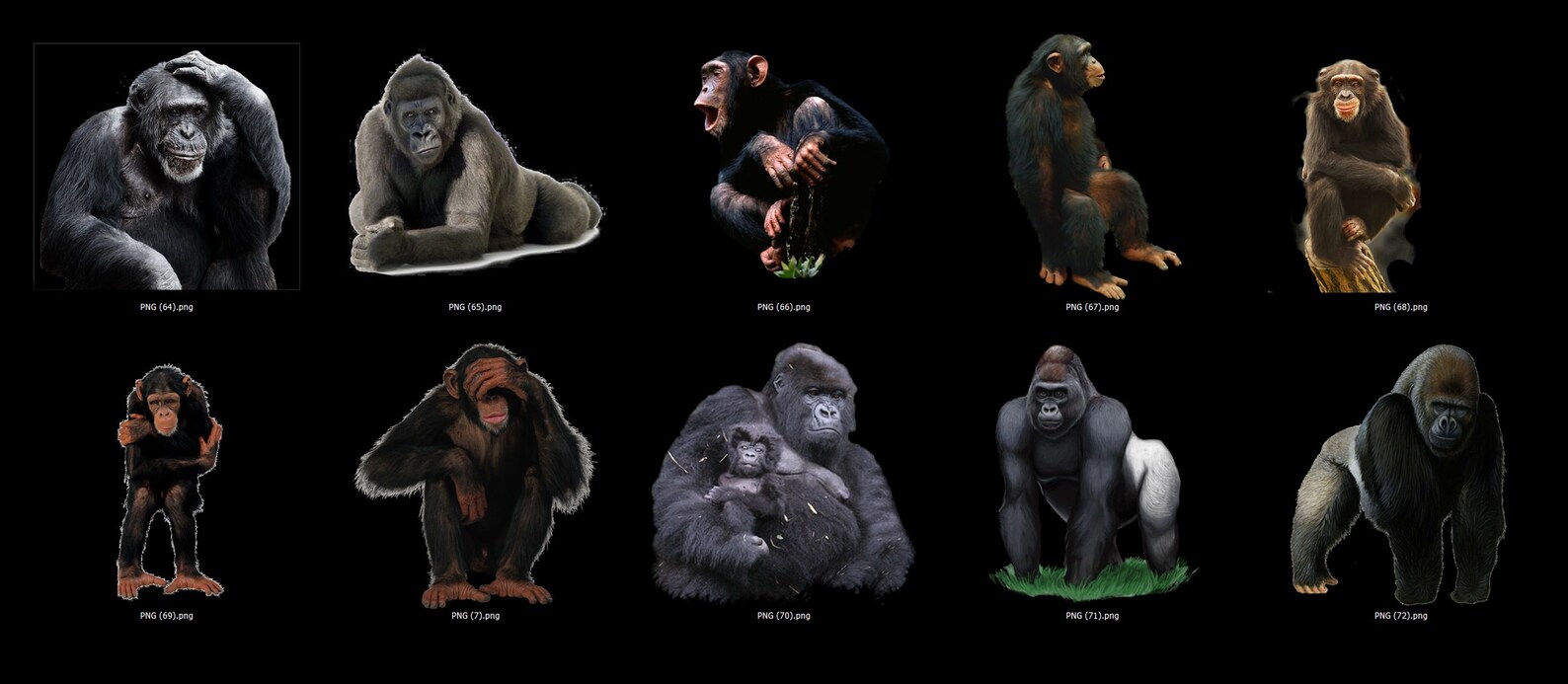 80 MONKEYS TRANSPARENT PNG Photoshop Overlays Monkeys Png - Etsy