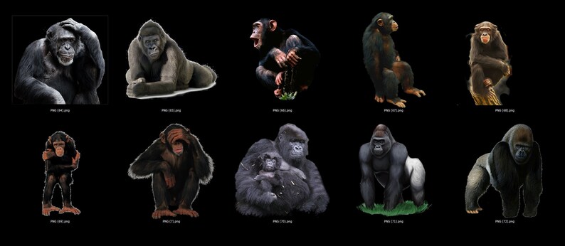 80 MONKEYS TRANSPARENT PNG Photoshop Overlays Monkeys Png - Etsy