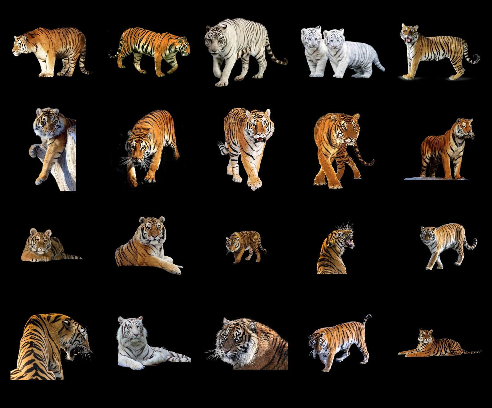 100 Tiger PNG Overlays: Transparent Wildlife Graphics (digital Download ...