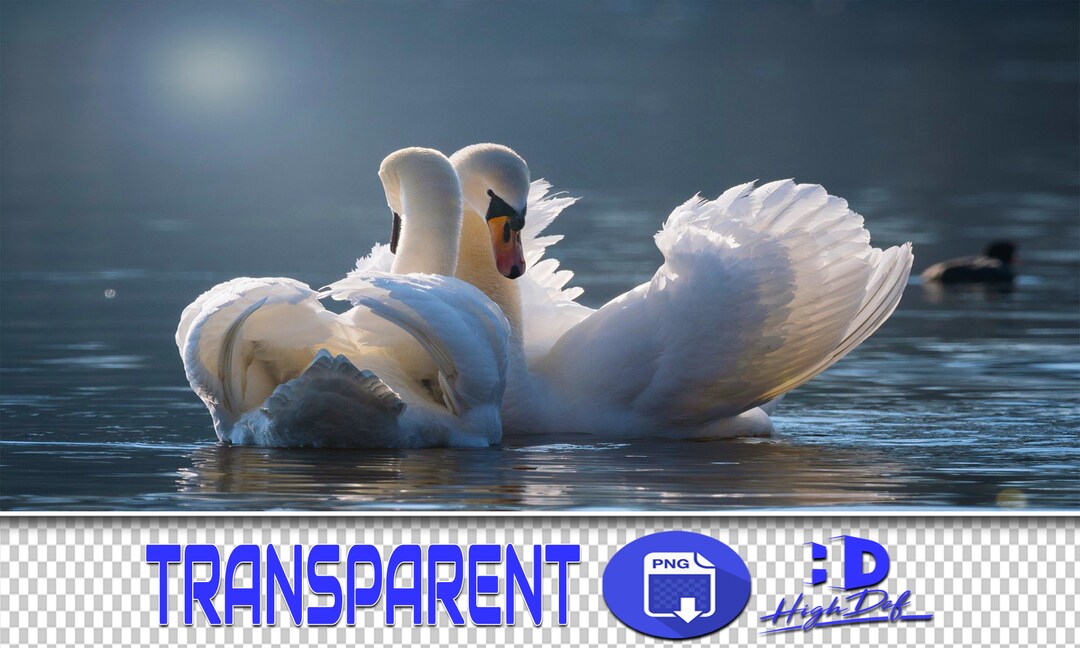 100 SWANS TRANSPARENT PNG Photoshop Overlays, Png Animals, Png Wildlife ...