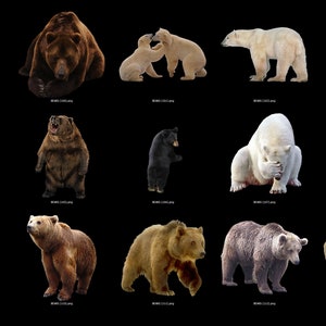 100 BEARS TRANSPARENT PNG Photoshop Overlays, Png Animals, Png Wildlife ...