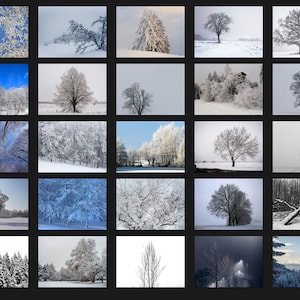 200 SNOW TREES PHOTOSHOP Overlays, Digital Textures, Backgrounds ...