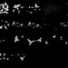 100 DOVES TRANSPARENT PNG Photoshop Overlays, Png Animals, Png Wildlife ...