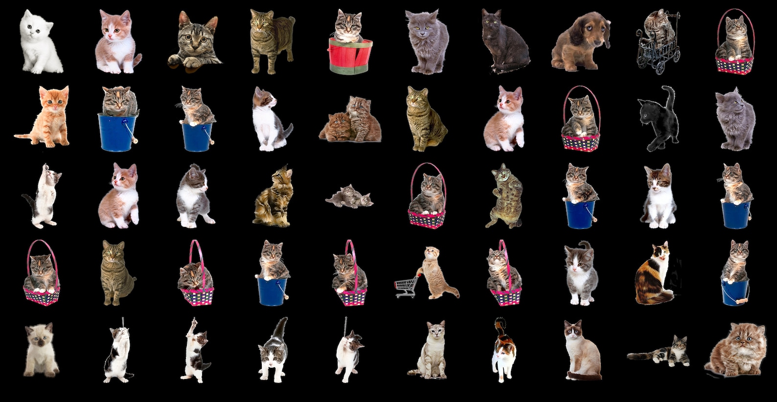 300 CATS TRANSPARENT PNG Photoshop Overlays Cats Png Cats - Etsy