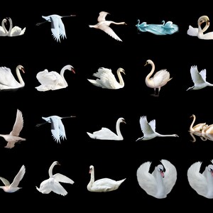 100 SWANS TRANSPARENT PNG Photoshop Overlays, Png Animals, Png Wildlife ...