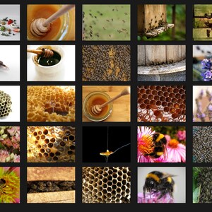 200 HONEY BEES PHOTOSHOP Overlays, Digital Textures, Backgrounds ...