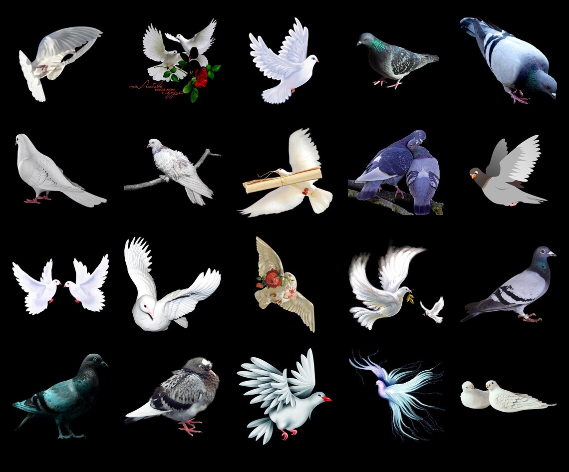 100 PIGEONS TRANSPARENT PNG Photoshop Overlays Pigeon Png - Etsy