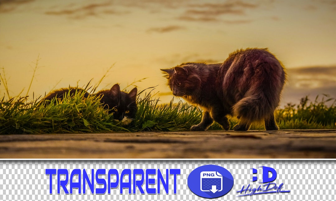 300 CATS TRANSPARENT PNG Photoshop Overlays, Png Animals, Png Wildlife ...