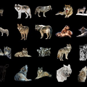 100 Wolf PNG Overlays: Transparent Wildlife Photos (digital Download ...