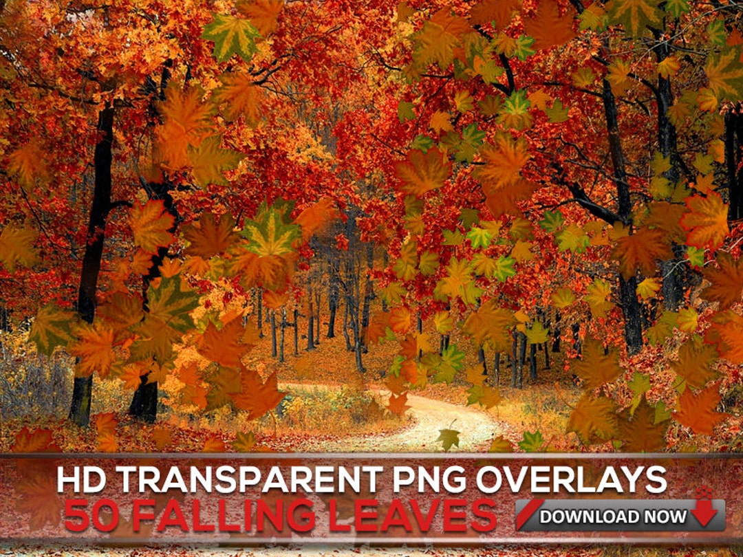 50 LEAVES TRANSPARENT PNG Photoshop Overlays, Maple Falling Leaves ...