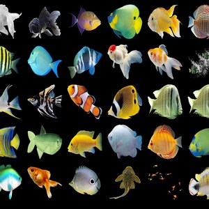 300 FISHES TRANSPARENT PNG Photoshop Overlays, Png Animals, Png ...