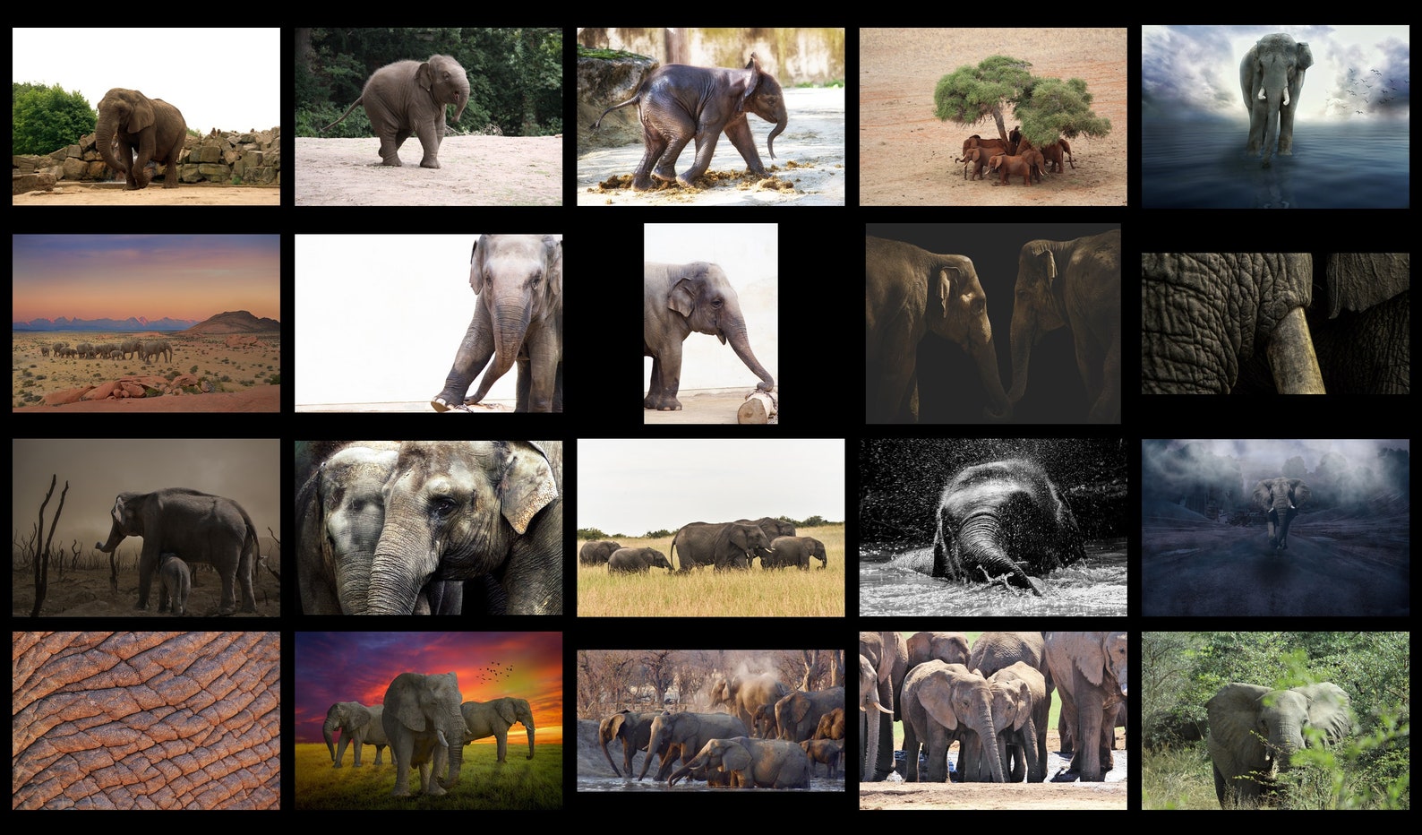 100 ELEPHANT WILDLIFE DIGITAL Animals Photography Photoshop - Etsy