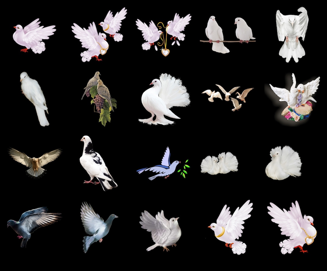 100 PIGEONS TRANSPARENT PNG Photoshop Overlays Pigeon Png - Etsy