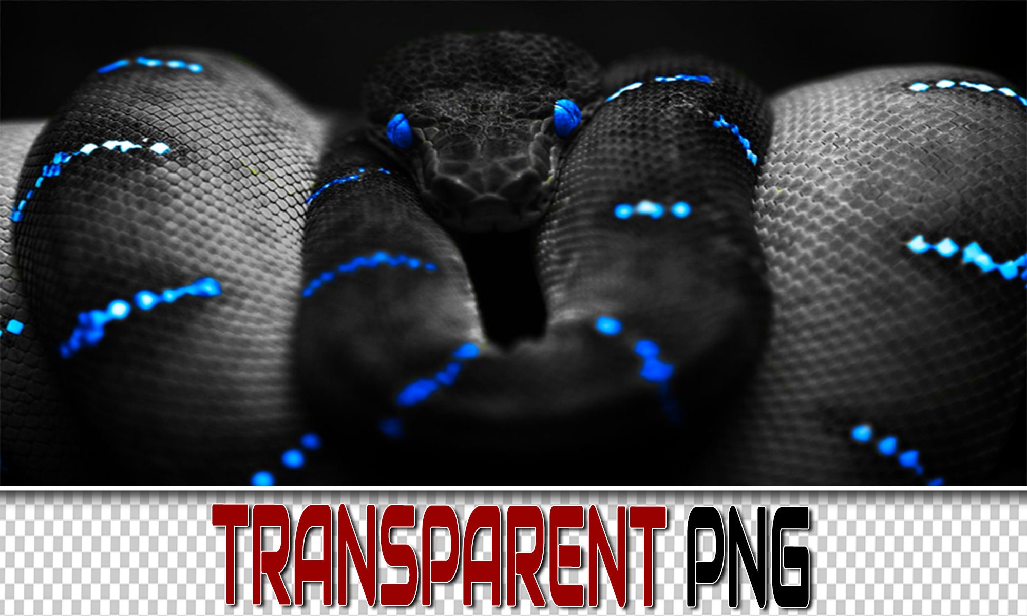 100 Snake PNG Overlays: Transparent Photoshop Clipart (digital Download ...