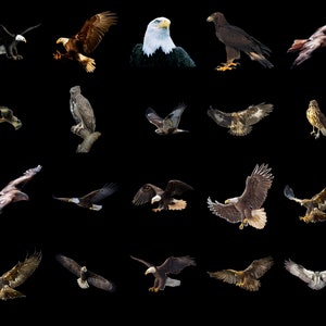100 EAGLES TRANSPARENT PNG Photoshop Overlays, Png Animals, Png ...