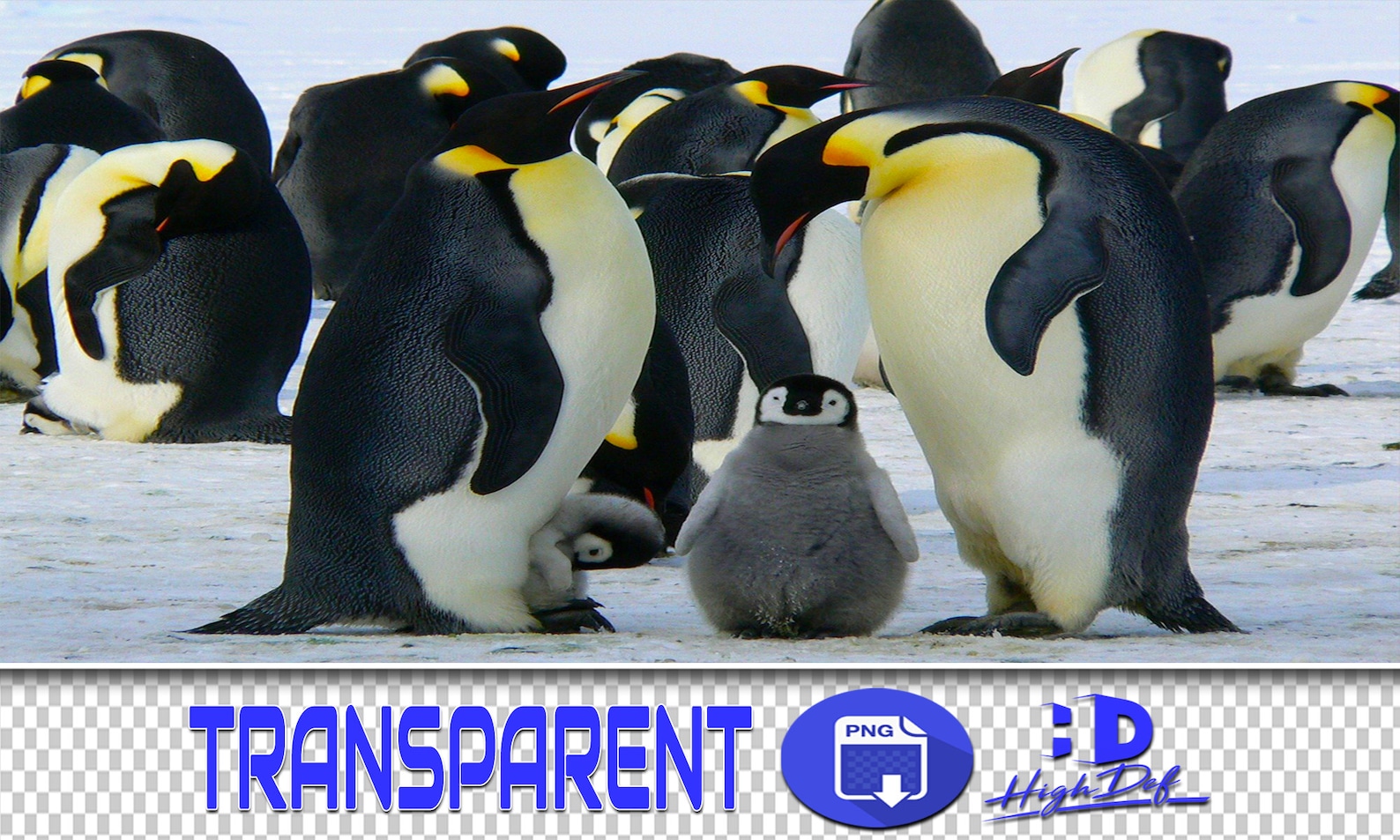 60 PENGUINS TRANSPARENT PNG Photoshop Overlays Penguins Png - Etsy