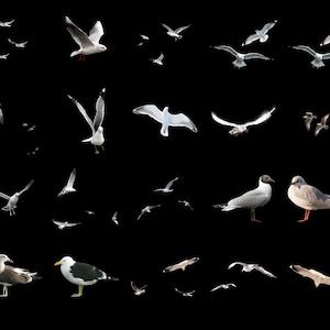 100 SEAGULLS TRANSPARENT PNG Photoshop Overlays, Png Animals, Png ...