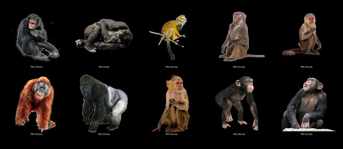 80 MONKEYS TRANSPARENT PNG Photoshop Overlays Monkeys Png - Etsy