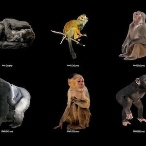 80 MONKEYS TRANSPARENT PNG Photoshop Overlays, Png Animals, Png ...