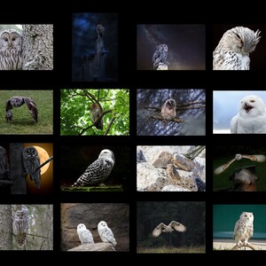 100 OWL WILDLIFE DIGITAL Animals Photography, Photoshop Overlays ...