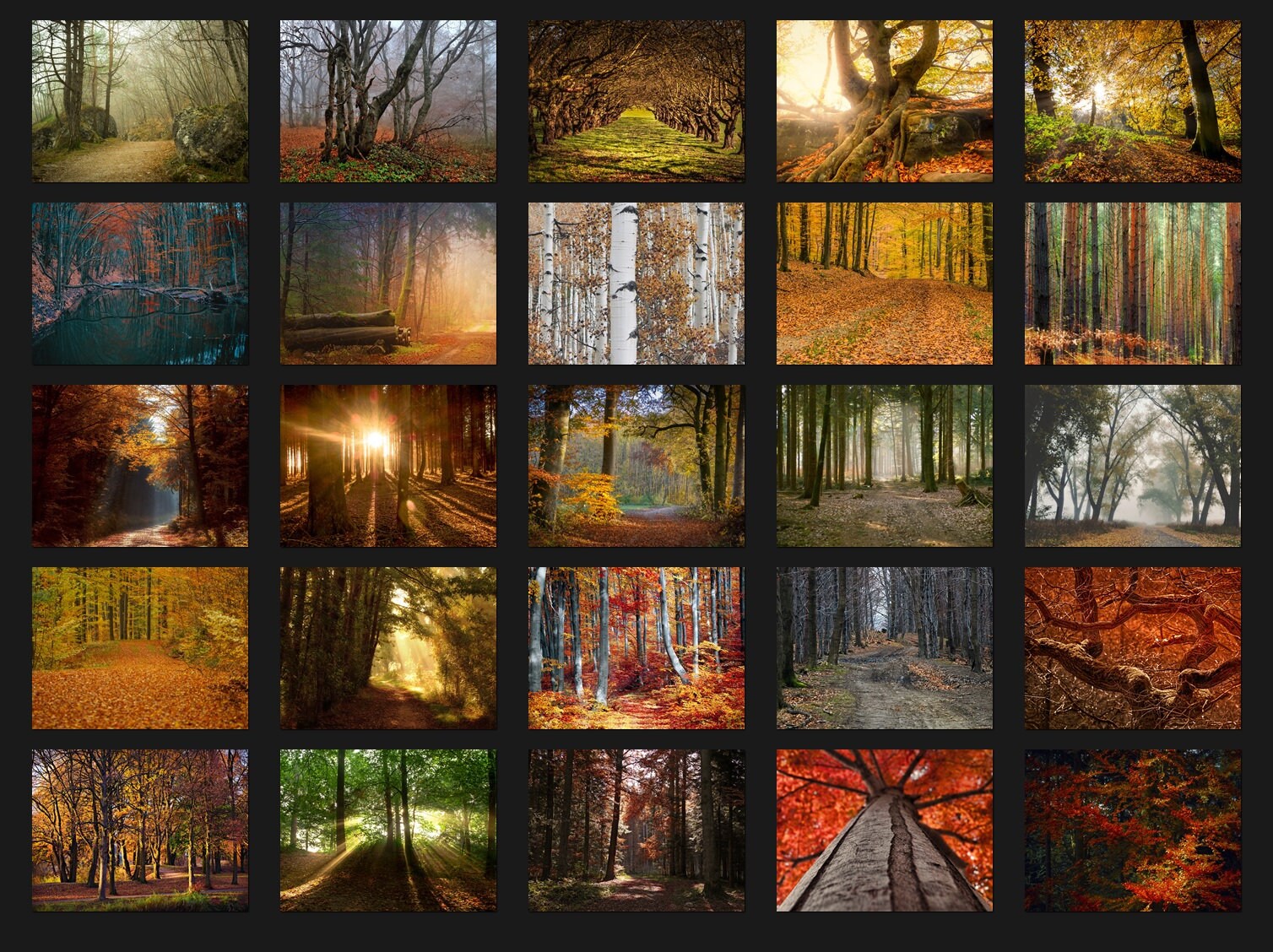 200 Autumn Trees Photoshop Overlays: HD Textures (digital Download) - Etsy