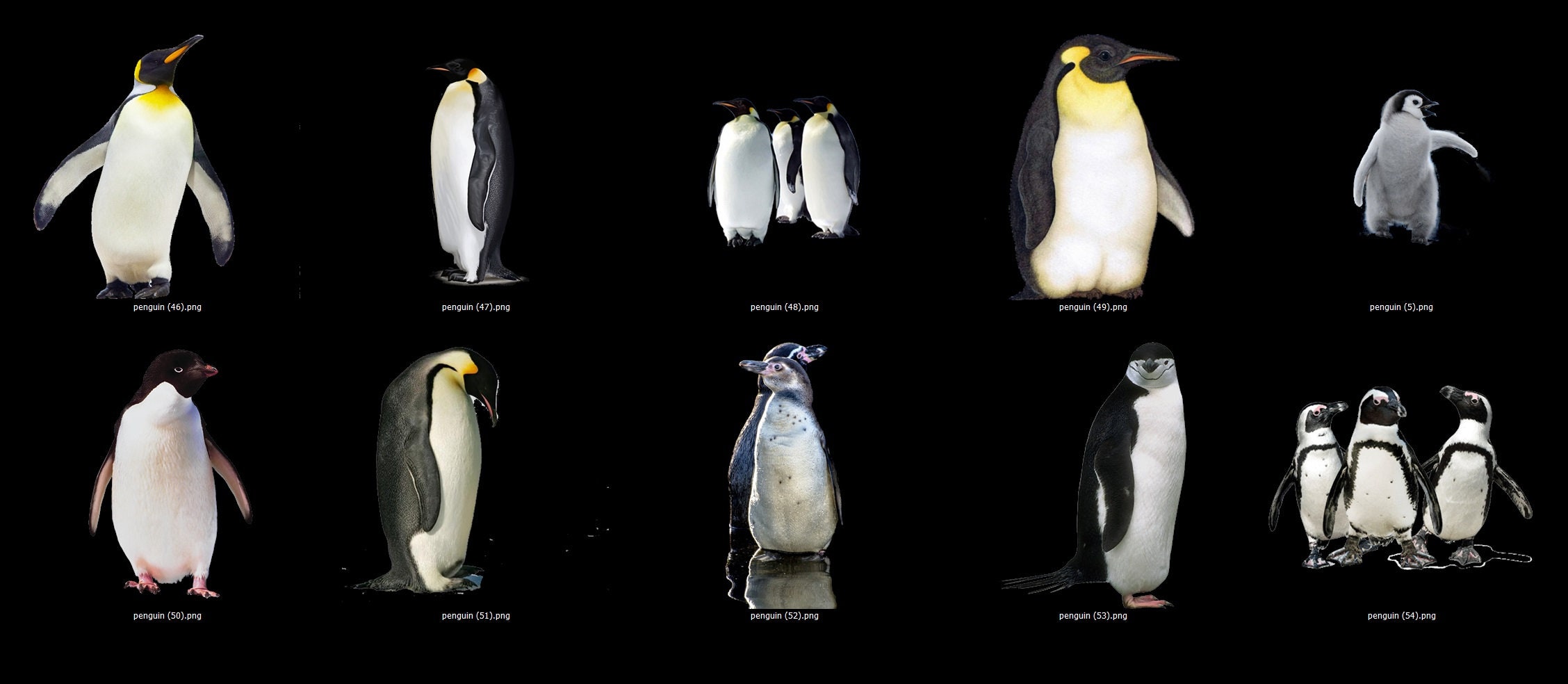 60 PENGUINS TRANSPARENT PNG Photoshop Overlays Penguins Png - Etsy