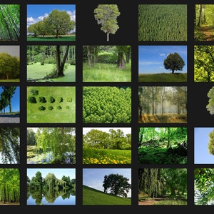 200 TREES PHOTOSHOP OVERLAYS, Digital Textures, Backgrounds, Backdrops ...