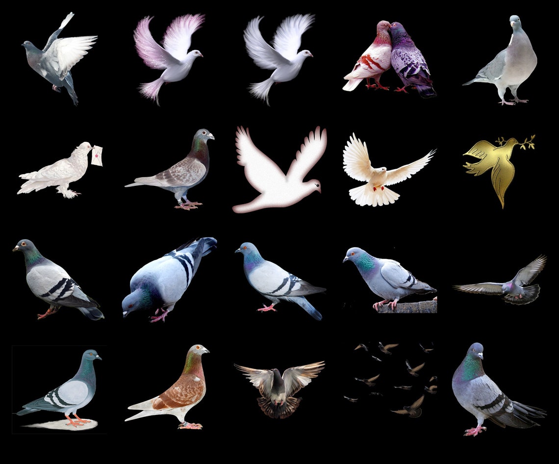 100 PIGEONS TRANSPARENT PNG Photoshop Overlays Pigeon Png - Etsy