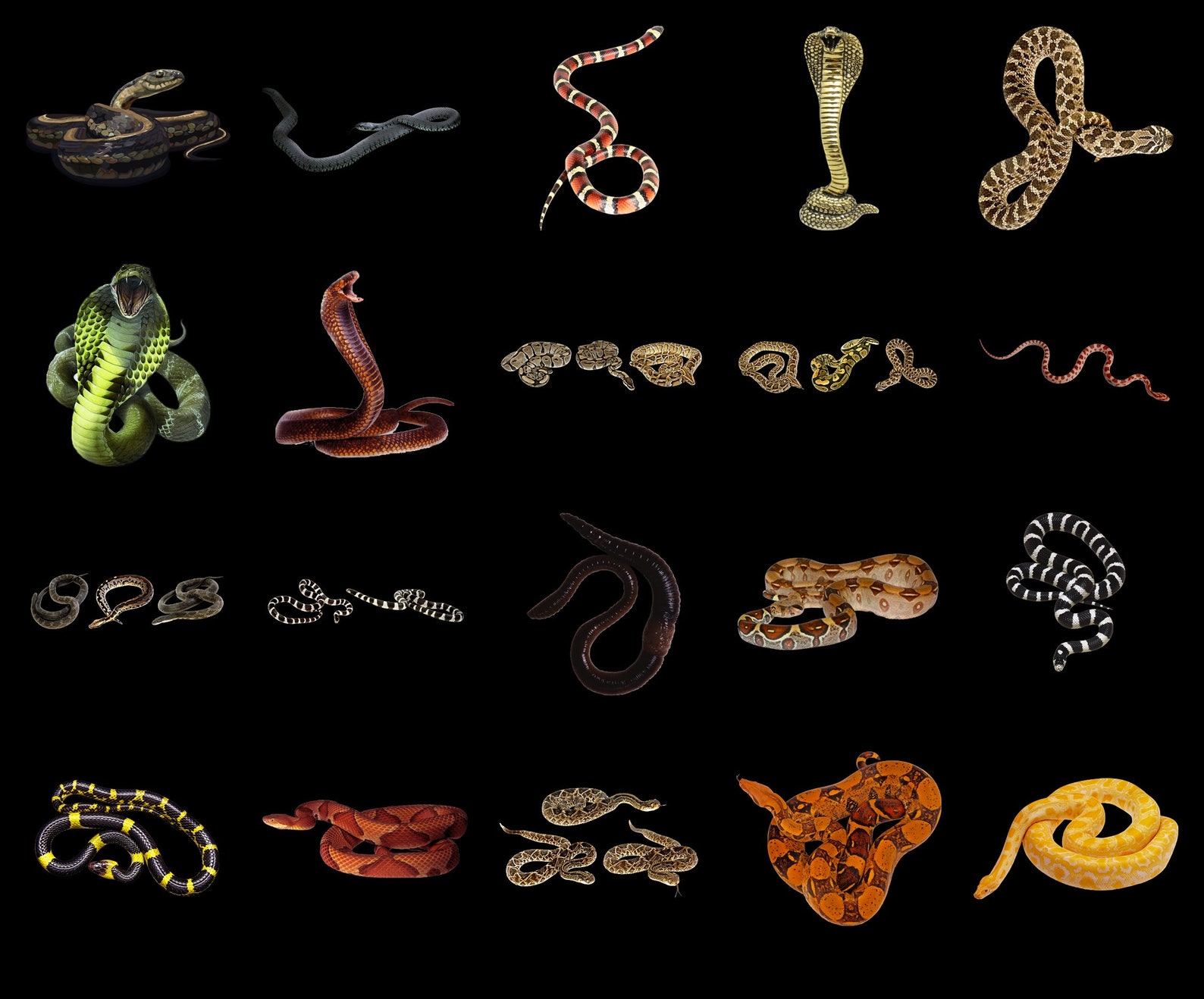 100 SNAKES TRANSPARENT PNG Photoshop Overlays Snakes Png - Etsy