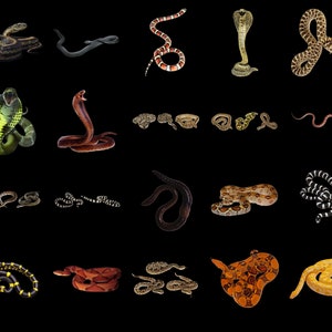 100 SNAKES TRANSPARENT PNG Photoshop Overlays, Png Animals, Png ...