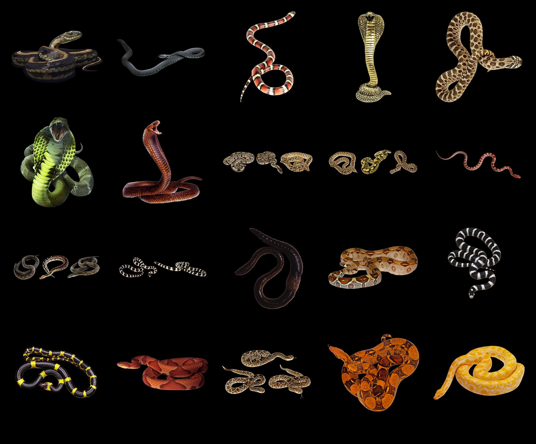 100 Snake PNG Overlays: Transparent Photoshop Clipart (digital Download ...